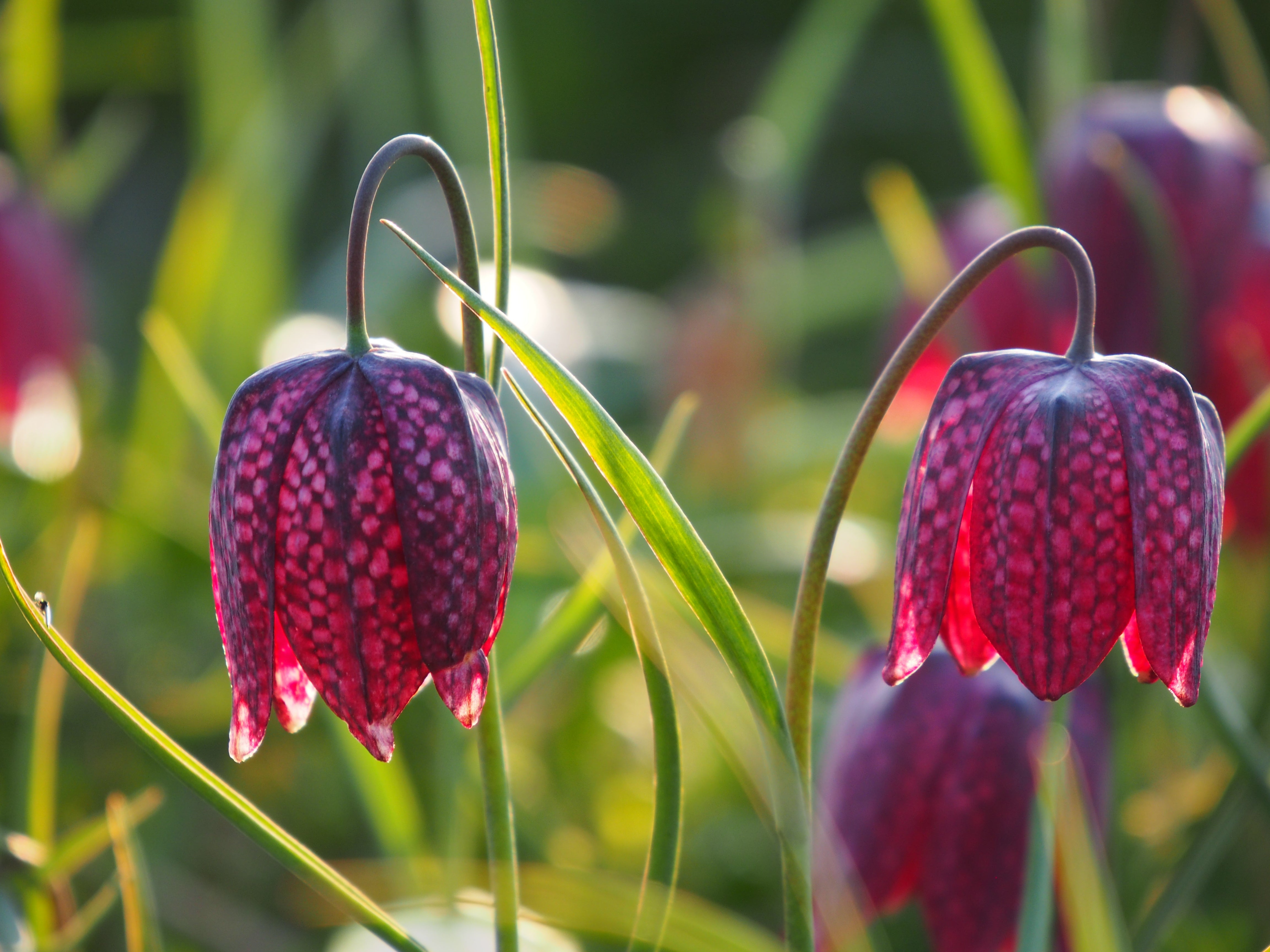 Spring flowering bulbs – Dutch Organic Bulbs